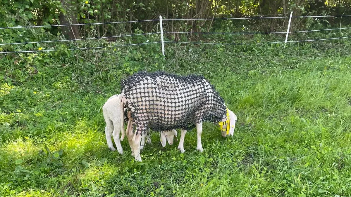 Tierquälerei? „Wolfsrüstung“ für Schaf sorgt für Wirbel in Kärnten