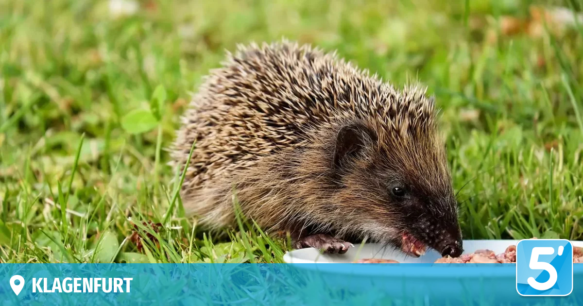 Vorsicht in der Dämmerung: Klagenfurts Igel sind wieder vermehrt unterwegs